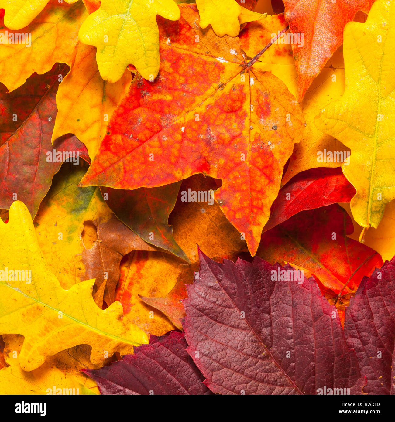 Beautiful autumn maple leaves with copy space for your text Stock Photo ...