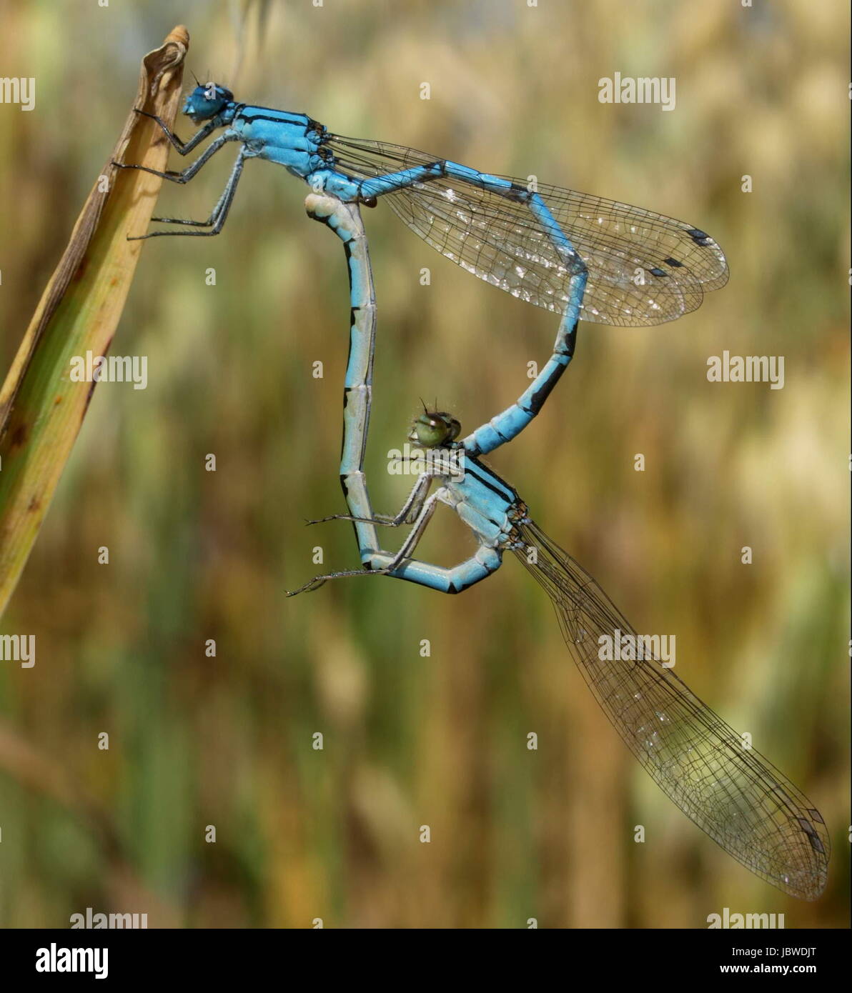 azure damselfly - mating Stock Photo - Alamy