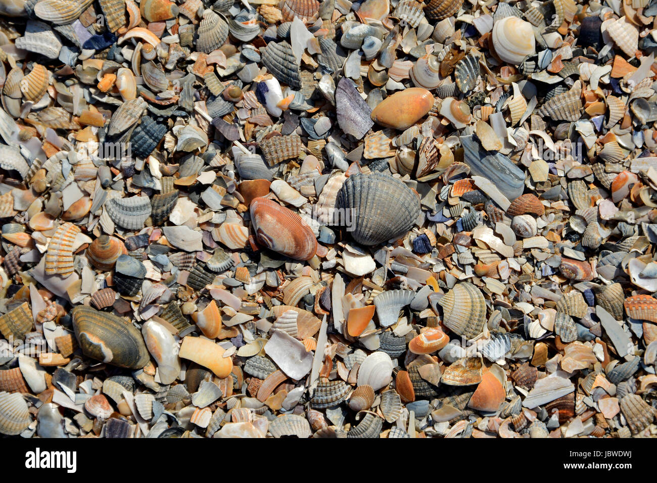 Baltrum, Germany, shells on the beach Stock Photo - Alamy