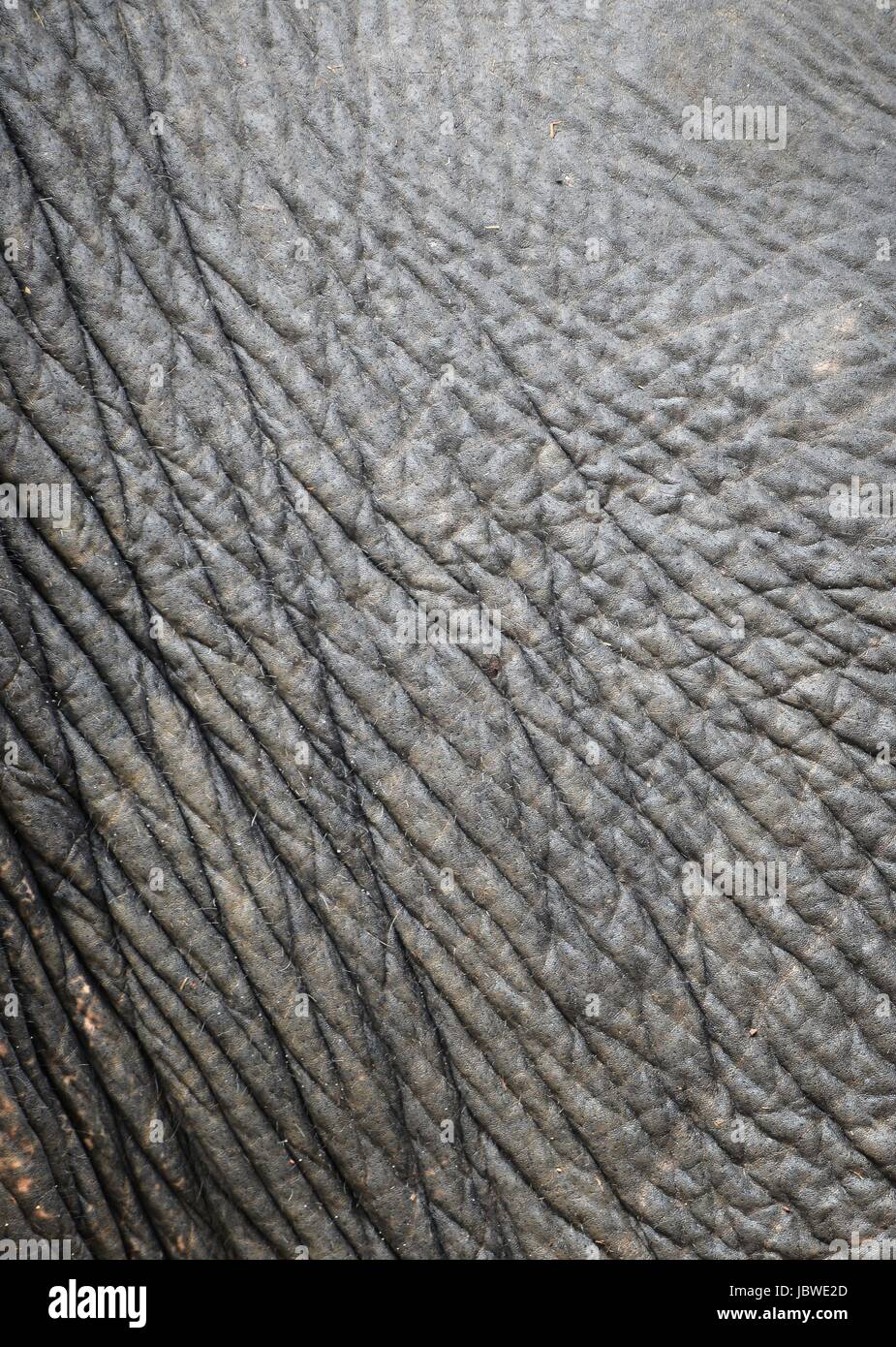 background textured of an asia elephant skin Stock Photo - Alamy