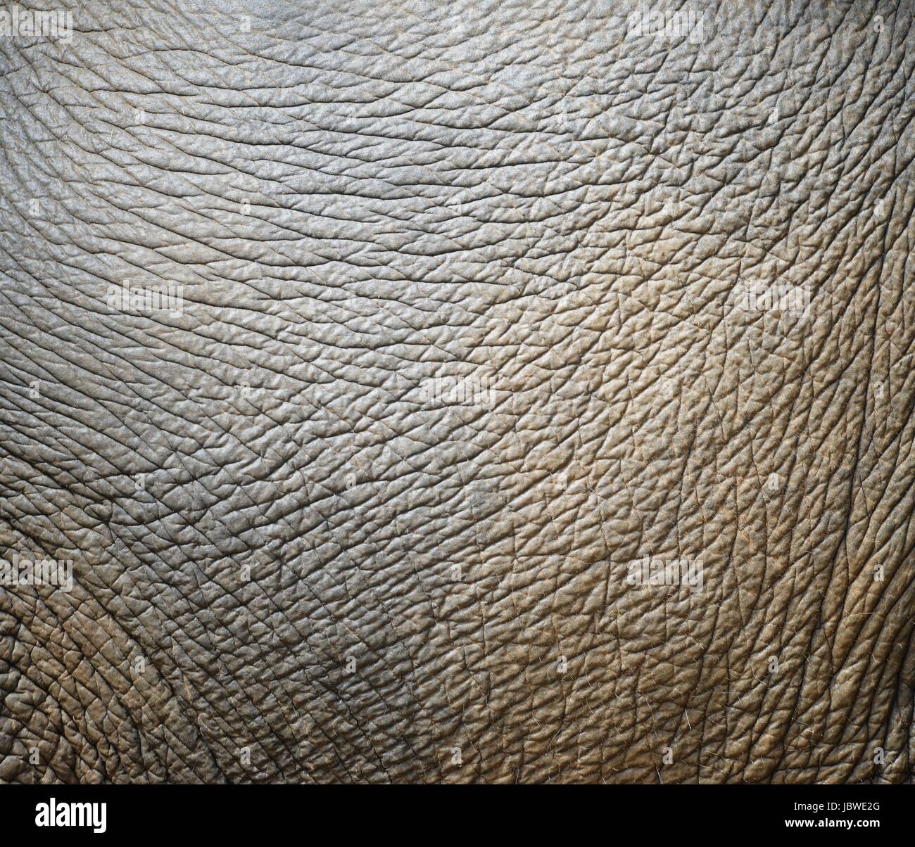 background textured of an asia elephant skin Stock Photo - Alamy