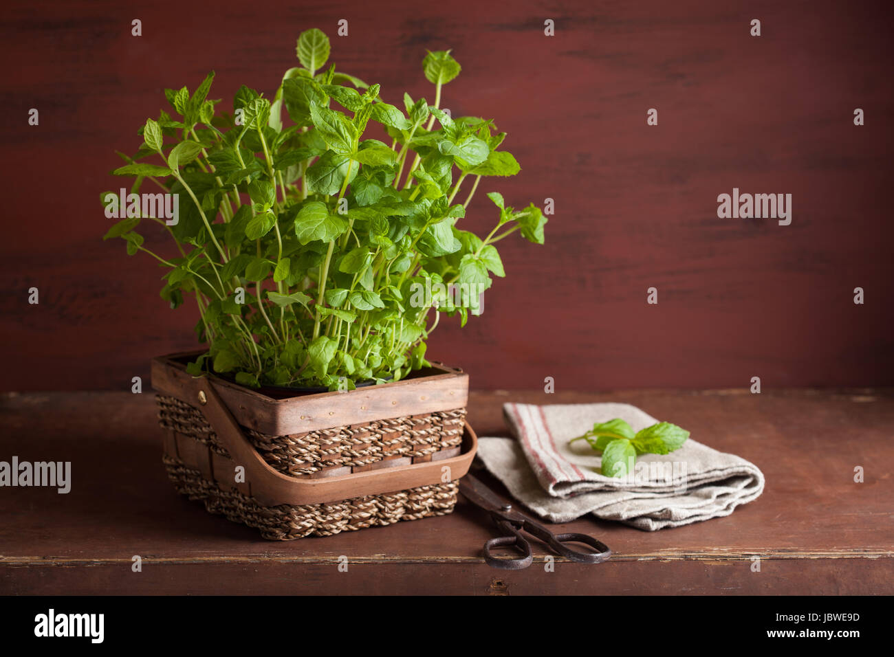 fresh mint Peppermint herb in a pot Stock Photo - Alamy