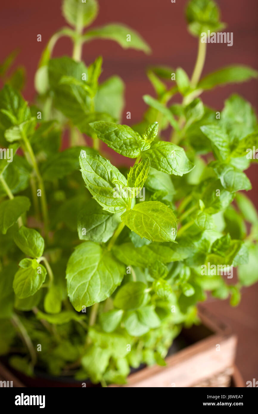 fresh mint Peppermint herb in a pot Stock Photo - Alamy
