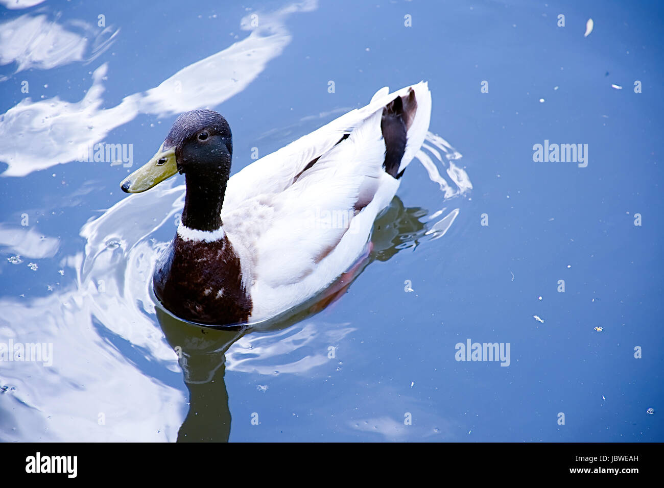 Brown headed duck hi-res stock photography and images - Alamy