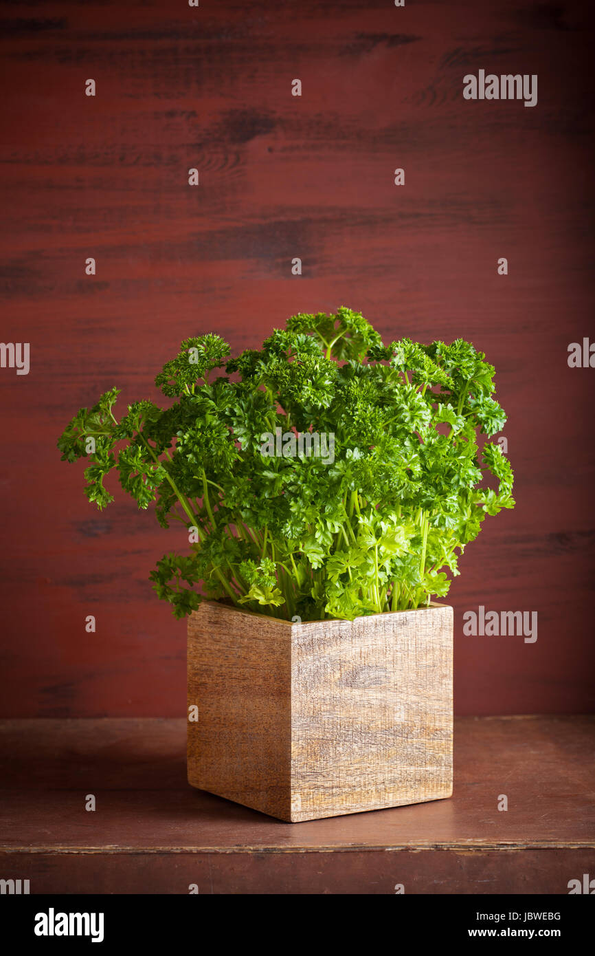 Parsley in wooden pot hi-res stock photography and images - Alamy