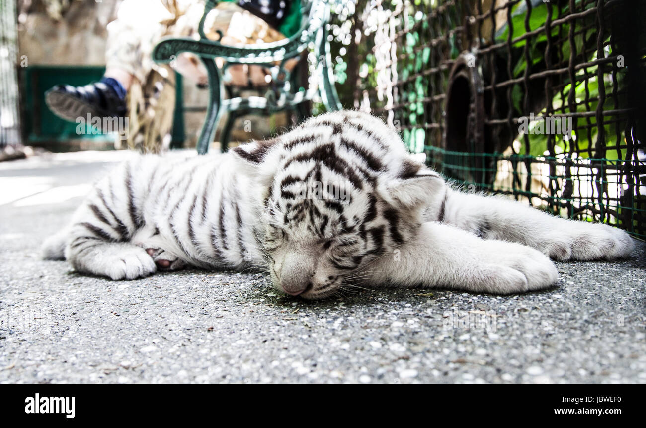 Baby Tigers Sleeping