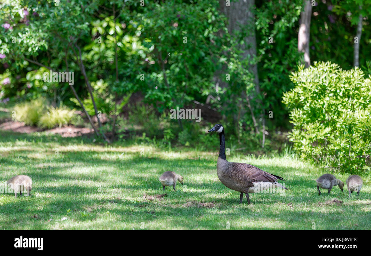 Adult canada geese in hi-res stock photography and images - Alamy