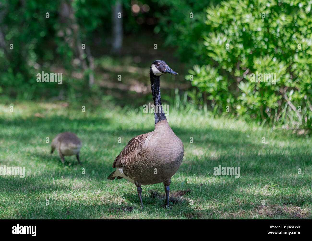 Canadian Geese with goslings Stock Photo - Alamy