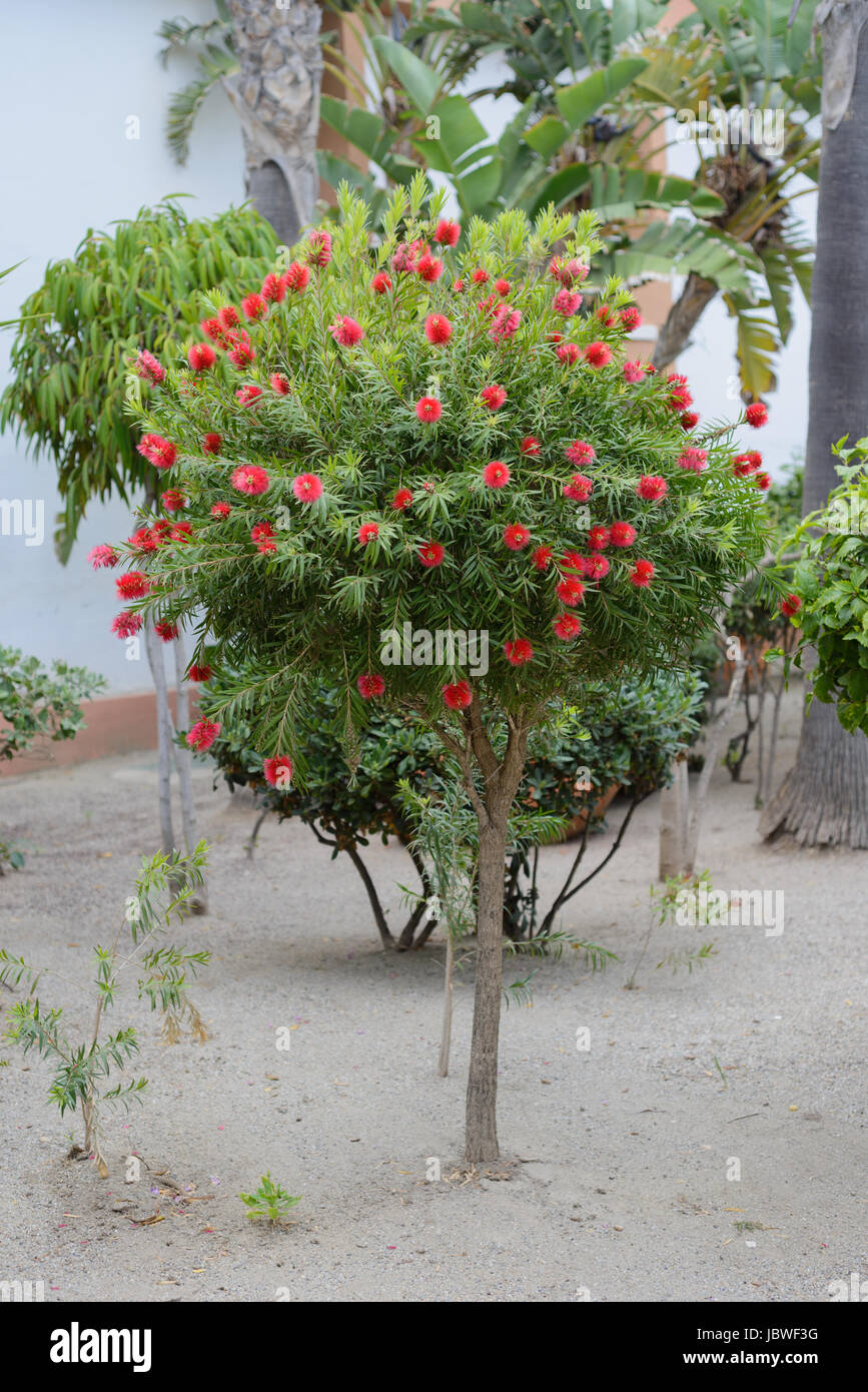 Typical southern tree with red flowers in garden Stock Photo - Alamy