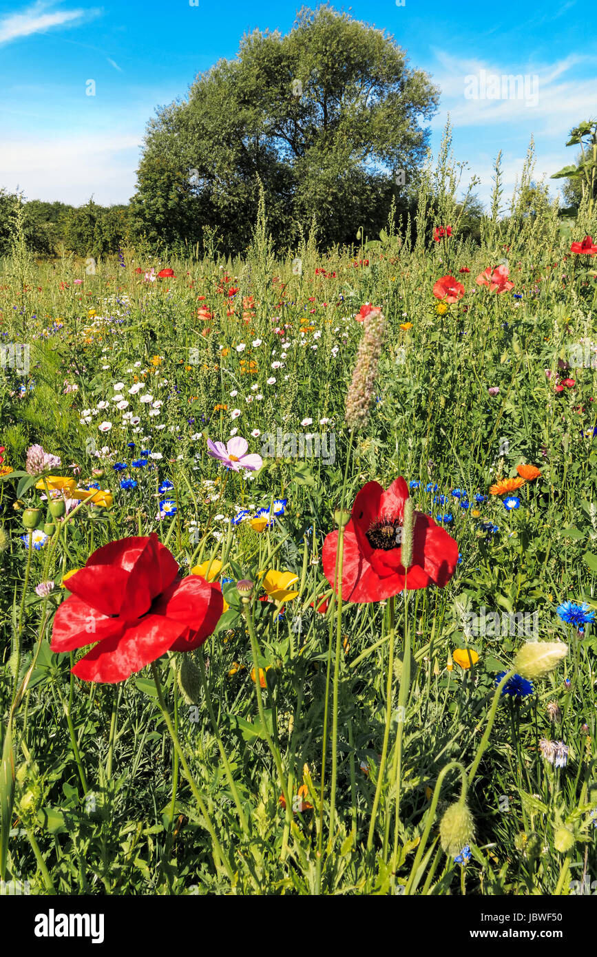 colorful flower meadow Stock Photo - Alamy
