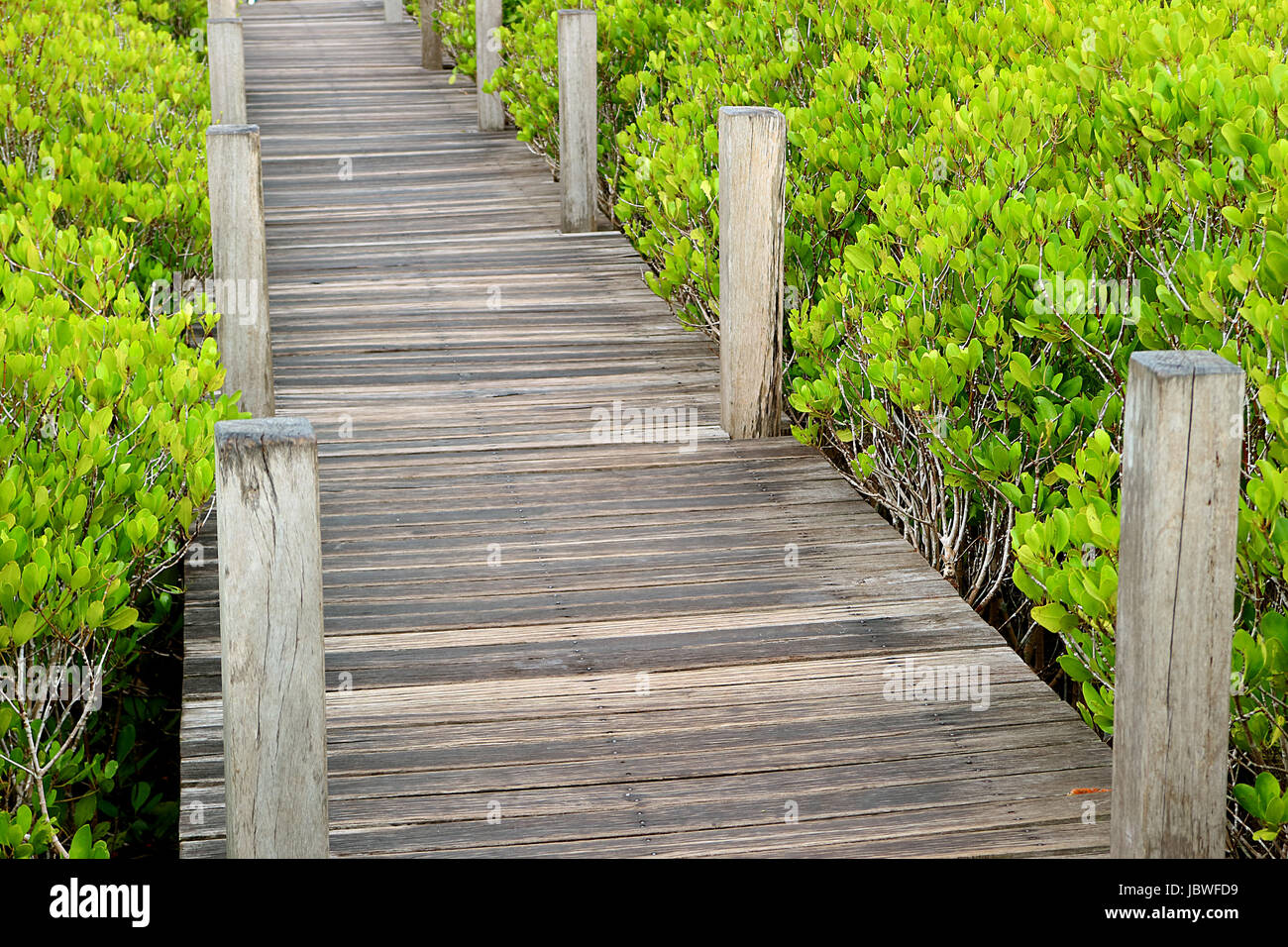 Wooden path in the vibrant green Indian Mangrove or Spurred Mangrove ...