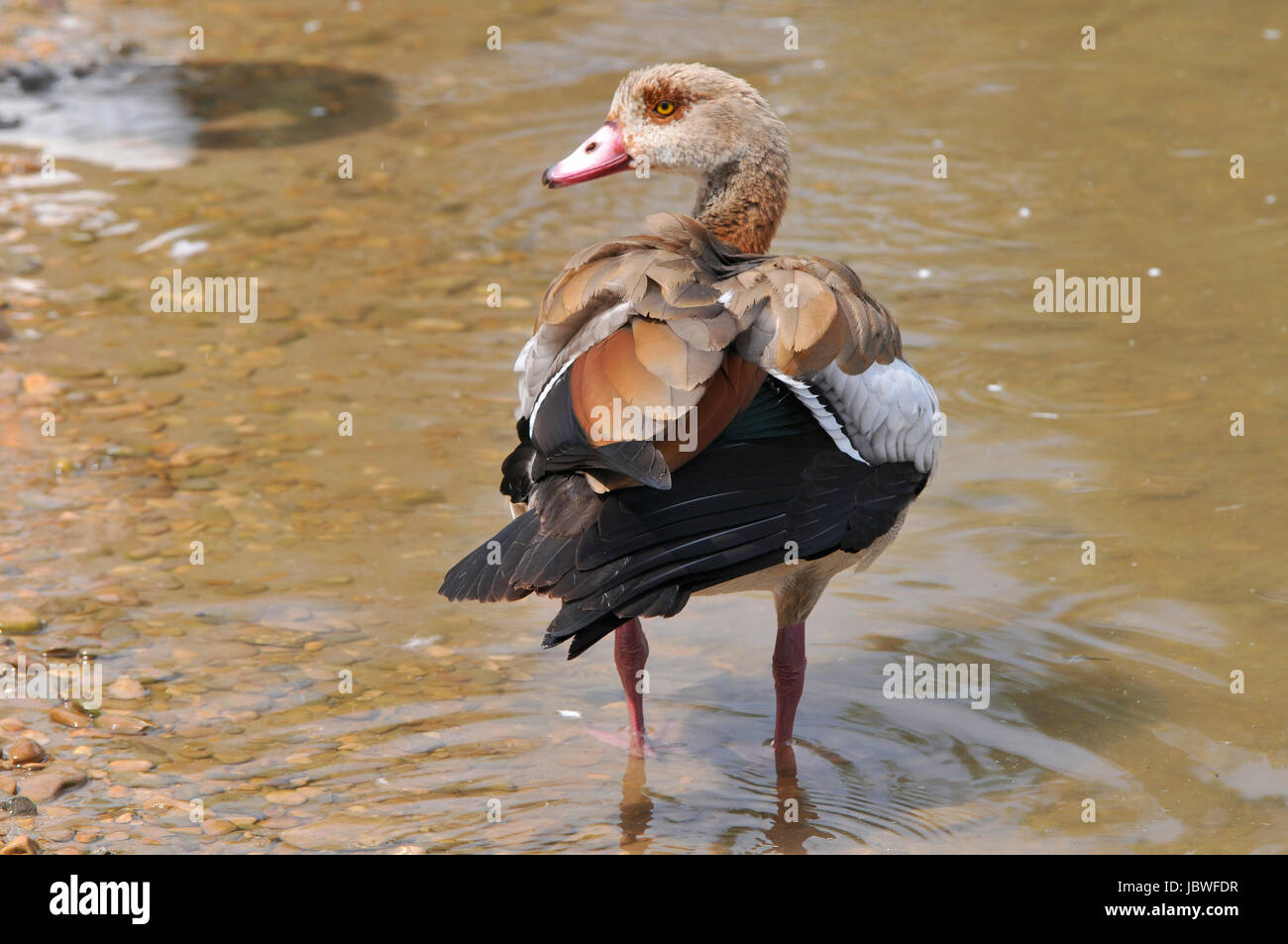 egyptian geese in the park Stock Photo - Alamy