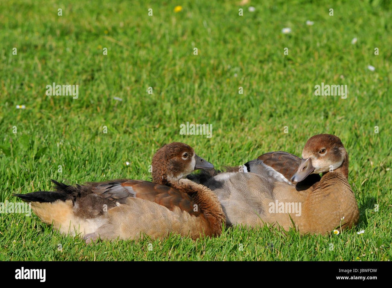 young egyptian geese in the park Stock Photo - Alamy