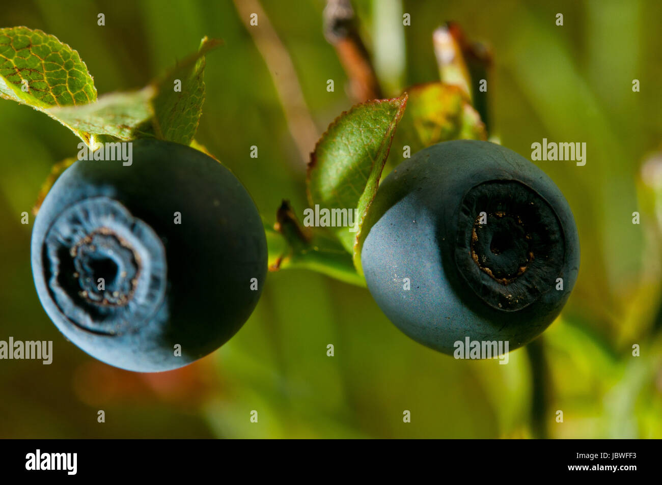 Huckleberry fox hi-res stock photography and images - Alamy