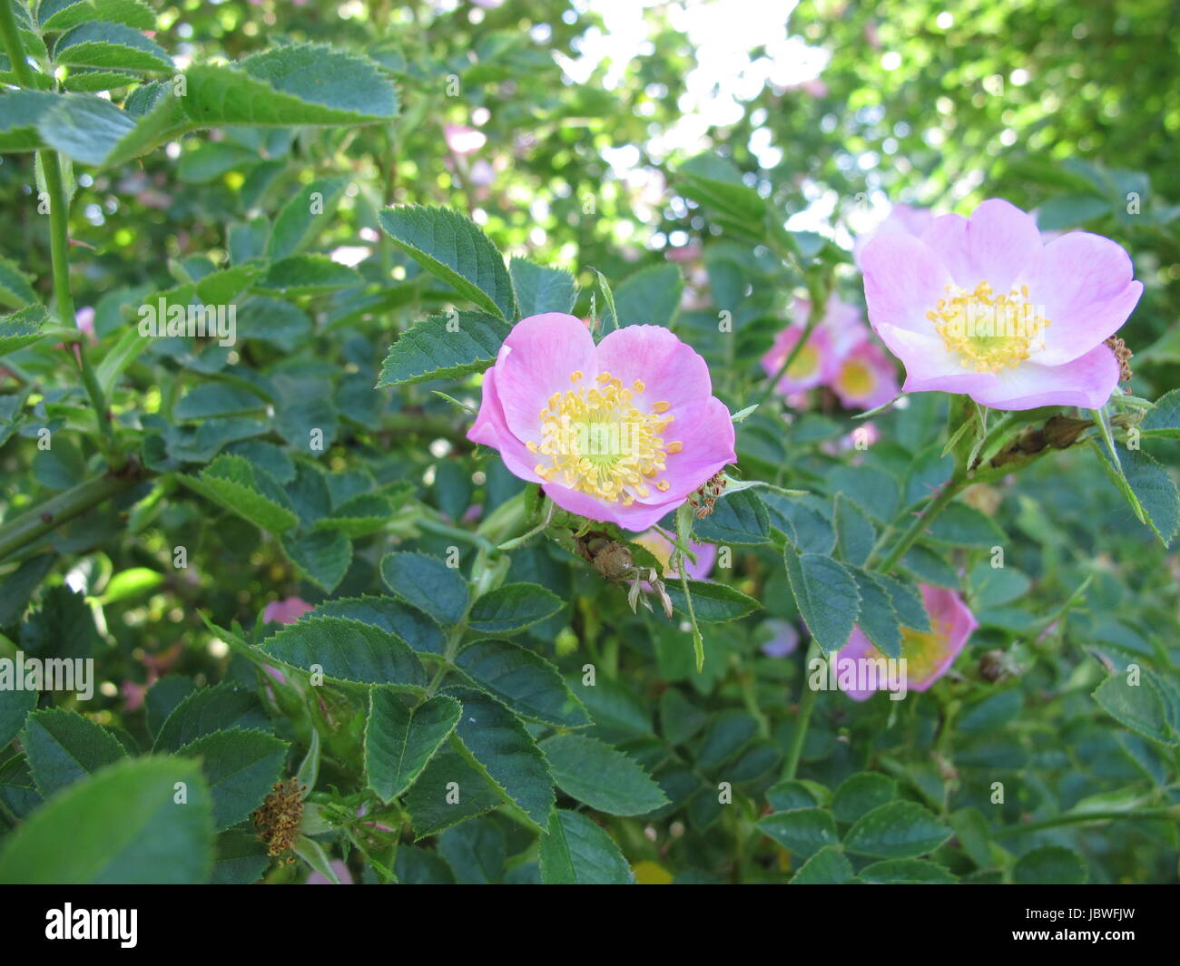 Briar blossoms hi-res stock photography and images - Alamy