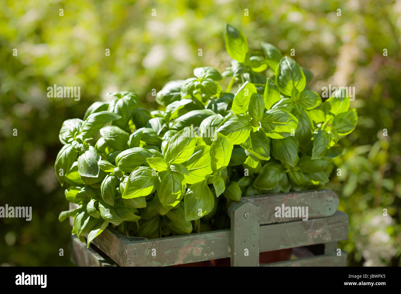 fresh basil herbs in rustic container in garden Stock Photo - Alamy