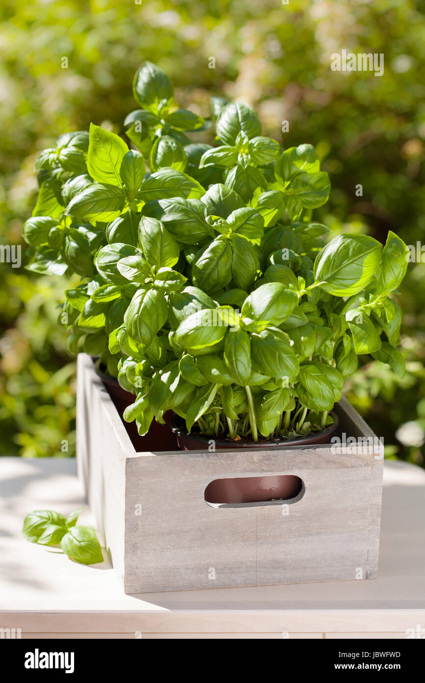 fresh basil herbs in wooden container in garden Stock Photo - Alamy