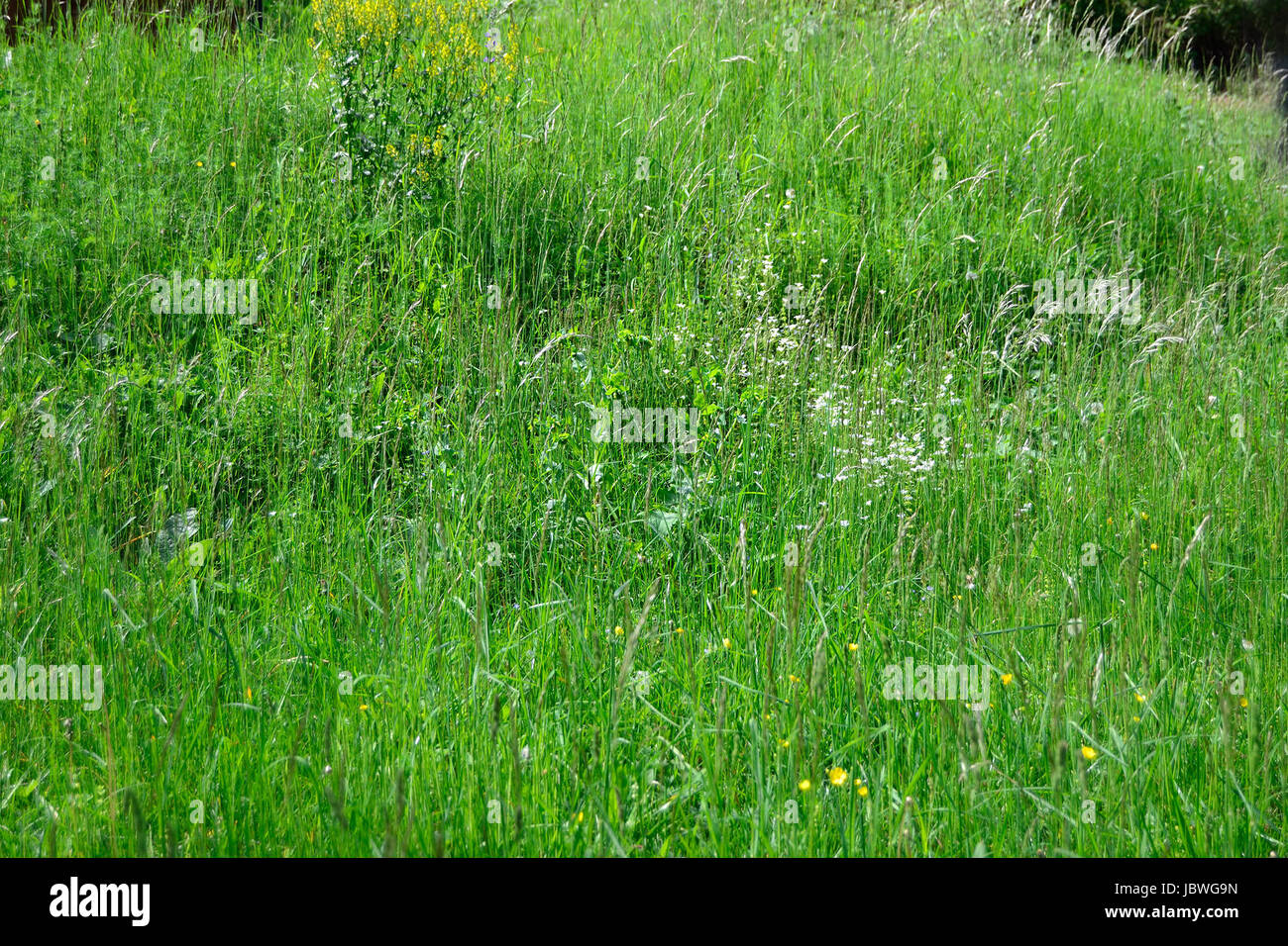Grass field with flowers and plants Stock Photo - Alamy