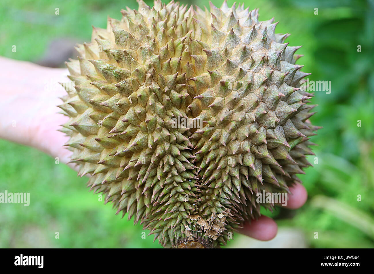 Close-up of mini size heart shape Durian fruit, Thailand Stock Photo ...
