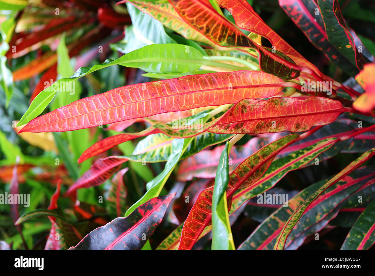 Vivid red and green color Croton leaves in the sunlight, Thailand Stock ...