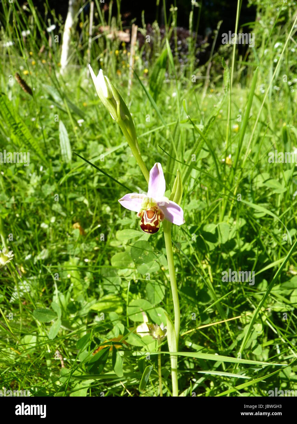Bumble bee orchids hi-res stock photography and images - Alamy