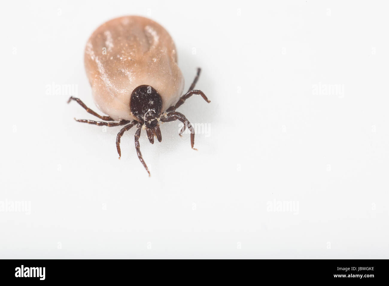 Tick - parasitic arachnid blood-sucking carrier of various diseases ...