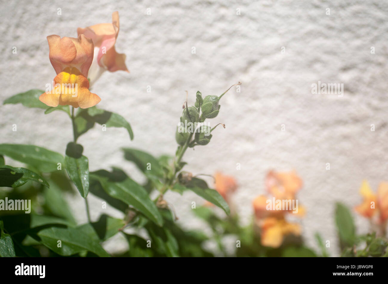 Snapdragon seed pod hi-res stock photography and images - Alamy