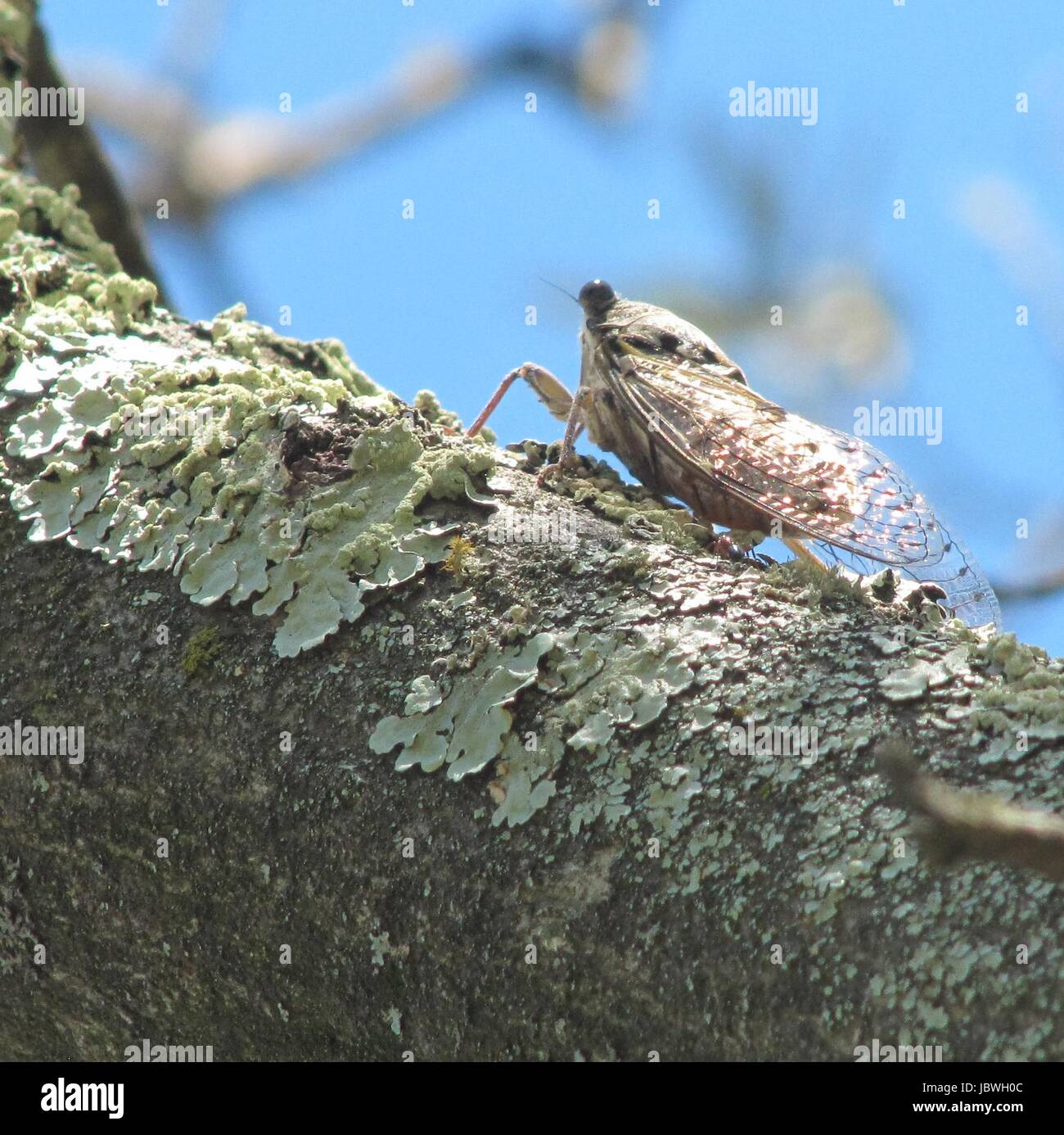 Cicaditae hi-res stock photography and images - Alamy
