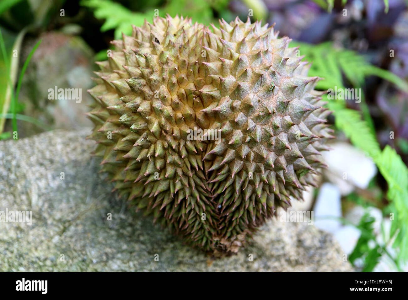 Durian Shape High Resolution Stock Photography and Images - Alamy
