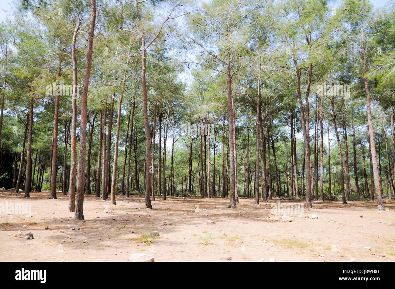 Pine tree forest. Photographed in the Carmel Mountain, Israel Stock ...