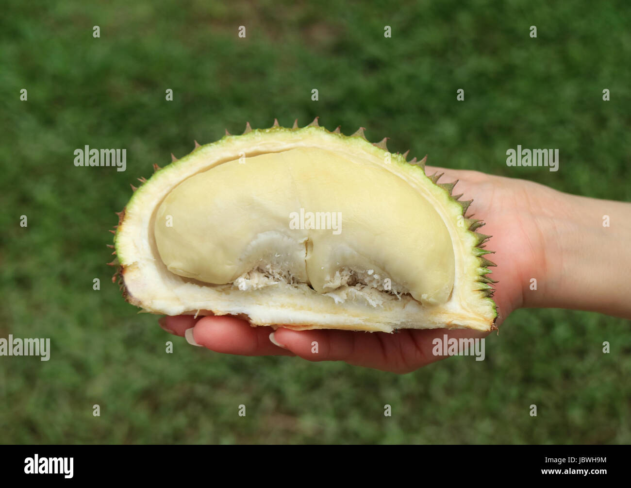 Mini Size Pastel Yellow Color Ripe Durian Fruit, Thailand Stock Photo ...