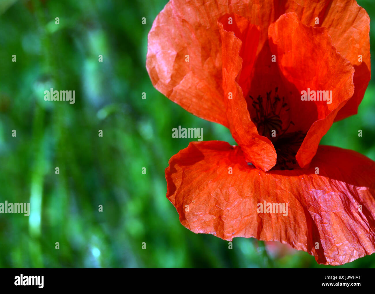 poppy shows its face Stock Photo - Alamy