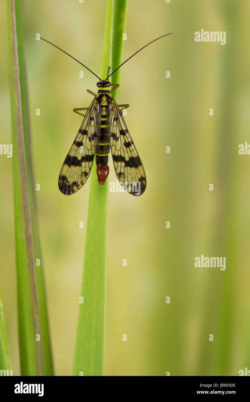 common scorpion fly Stock Photo - Alamy