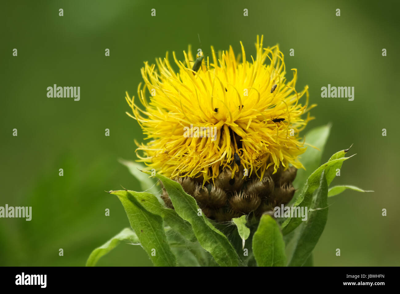 Giant yellow knapweed hi-res stock photography and images - Alamy