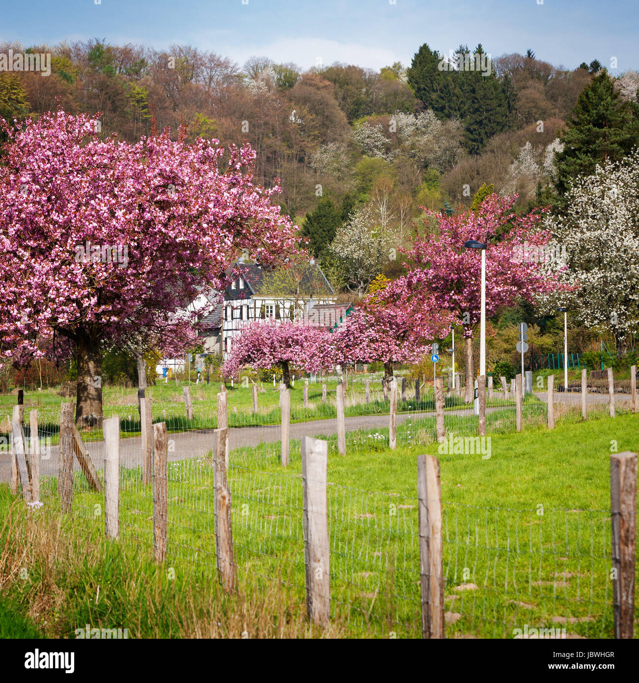 Beautiful spring landscape with blossoming cherry trees and white home ...