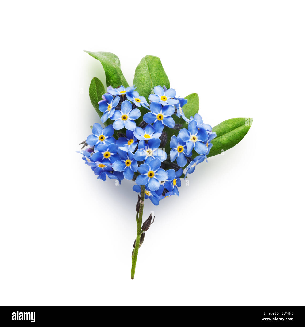 Bunch of small blue forget me not flowers with leaves isolated on white ...