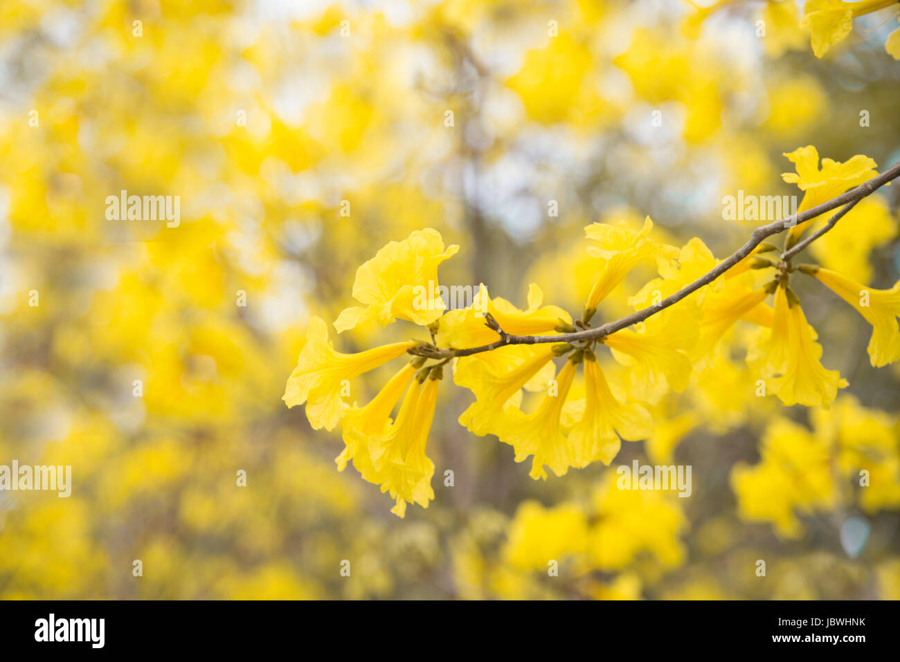 Yellow flower background , Tabebuia chrysantha Nichols,Tallow Pui ...