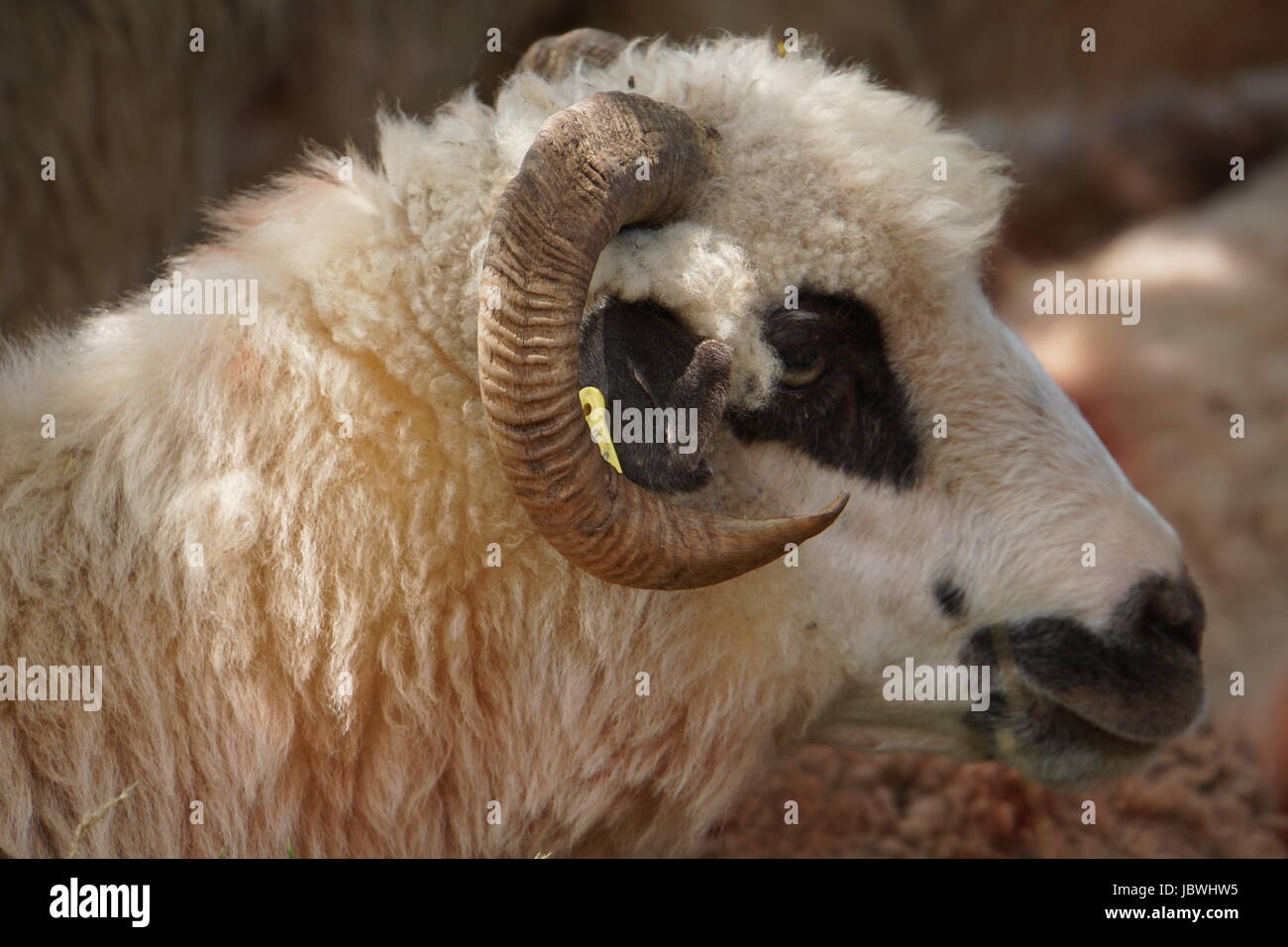 A herd of Sheep in rural Romania Stock Photo - Alamy