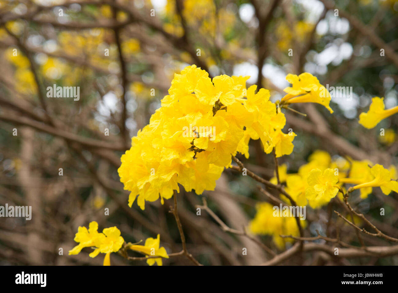 Yellow flower Tabebuia chrysantha Nichols,Tallow Pui,Golden tree in ...