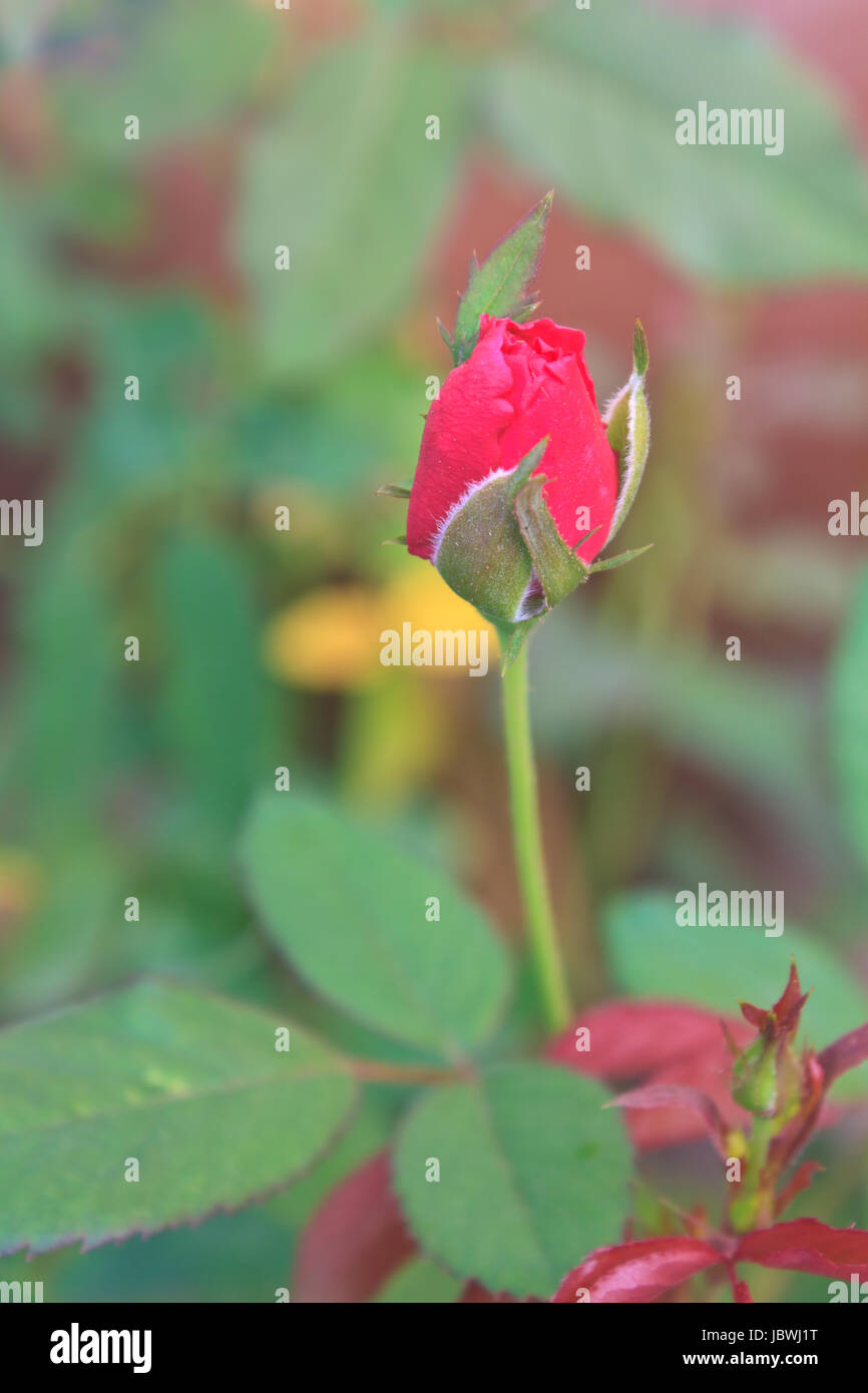 beautiful flowering red roses in the garden Stock Photo - Alamy