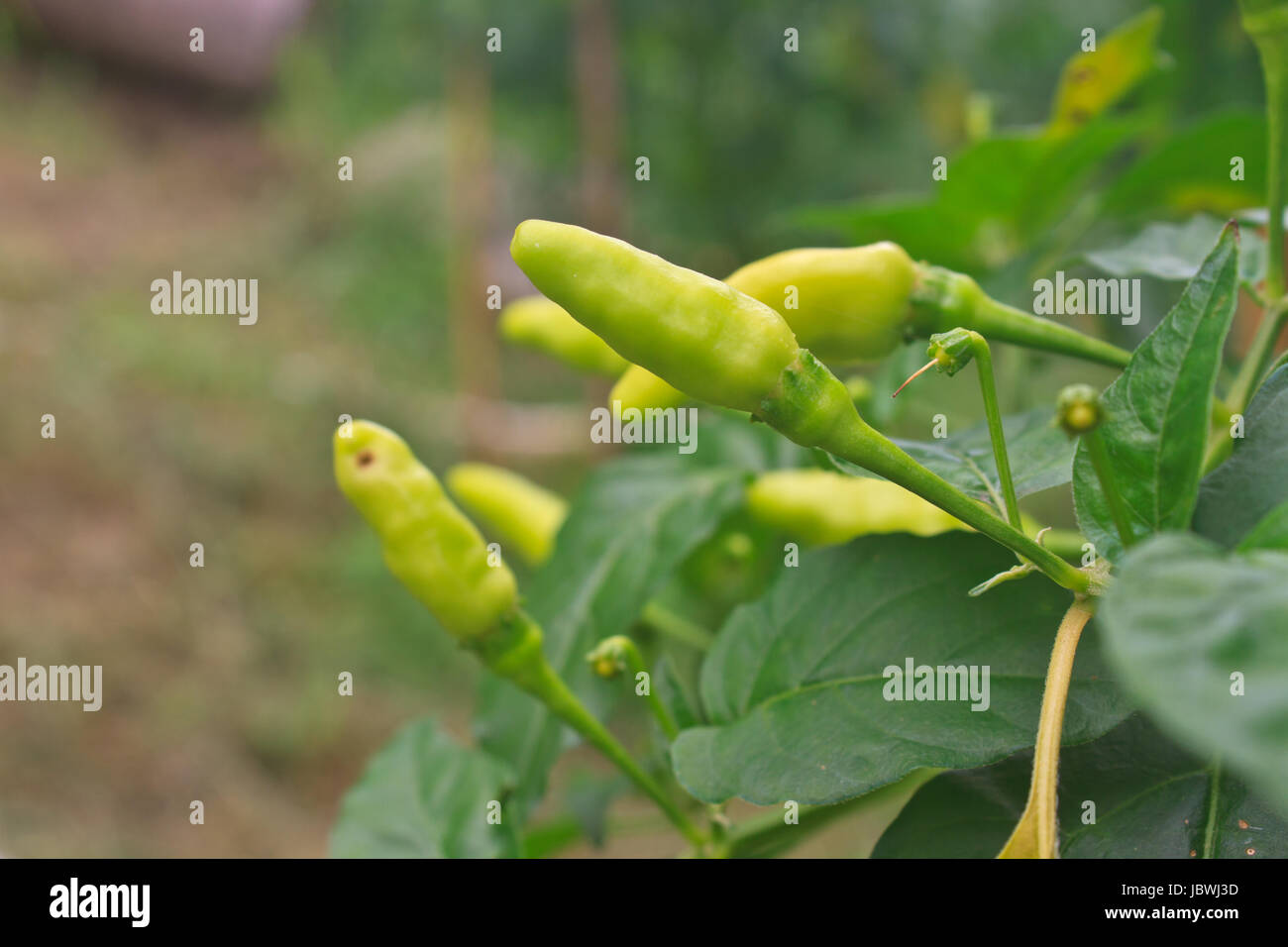 Fresh chillies growing in the vegetable garden,Thailand Stock Photo - Alamy
