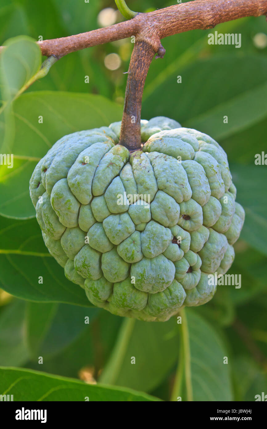 Asia custard apple tree hi-res stock photography and images - Alamy