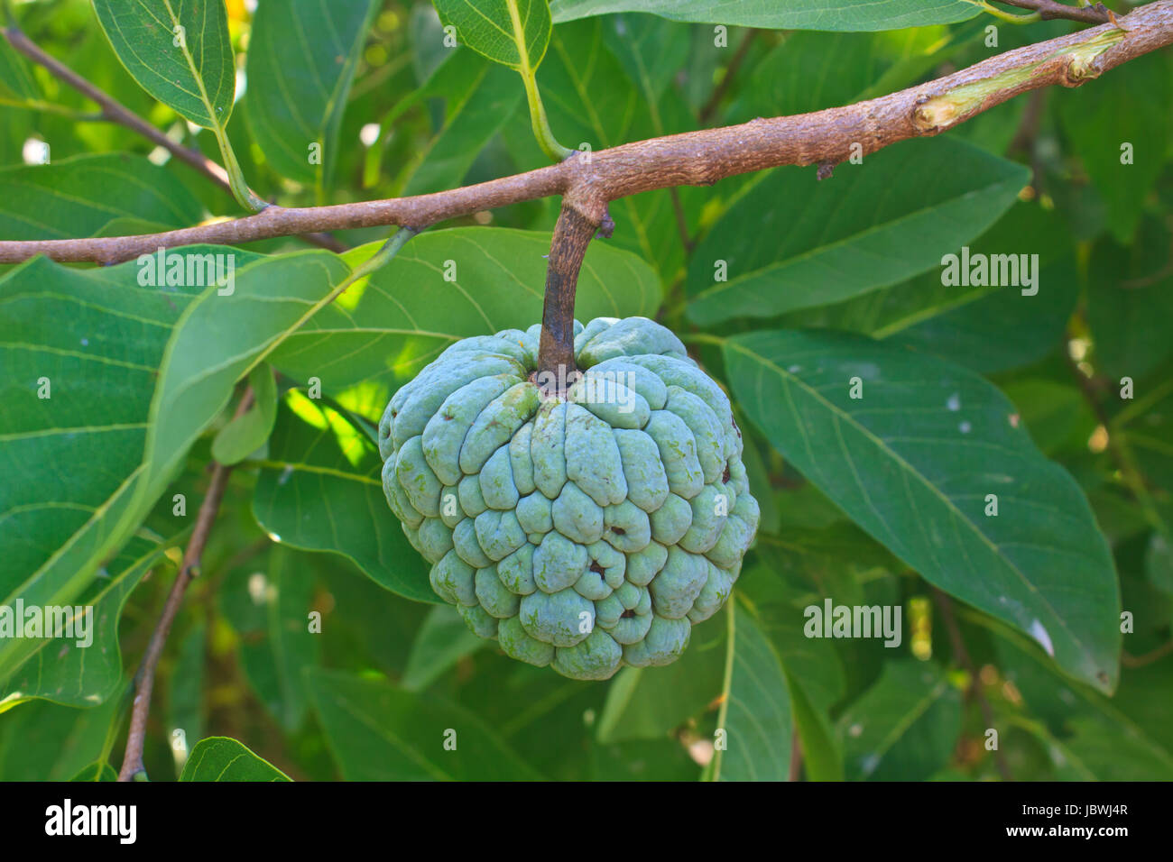 Custard apples or Sugar apples growing on a tree in garden, Thailand ...
