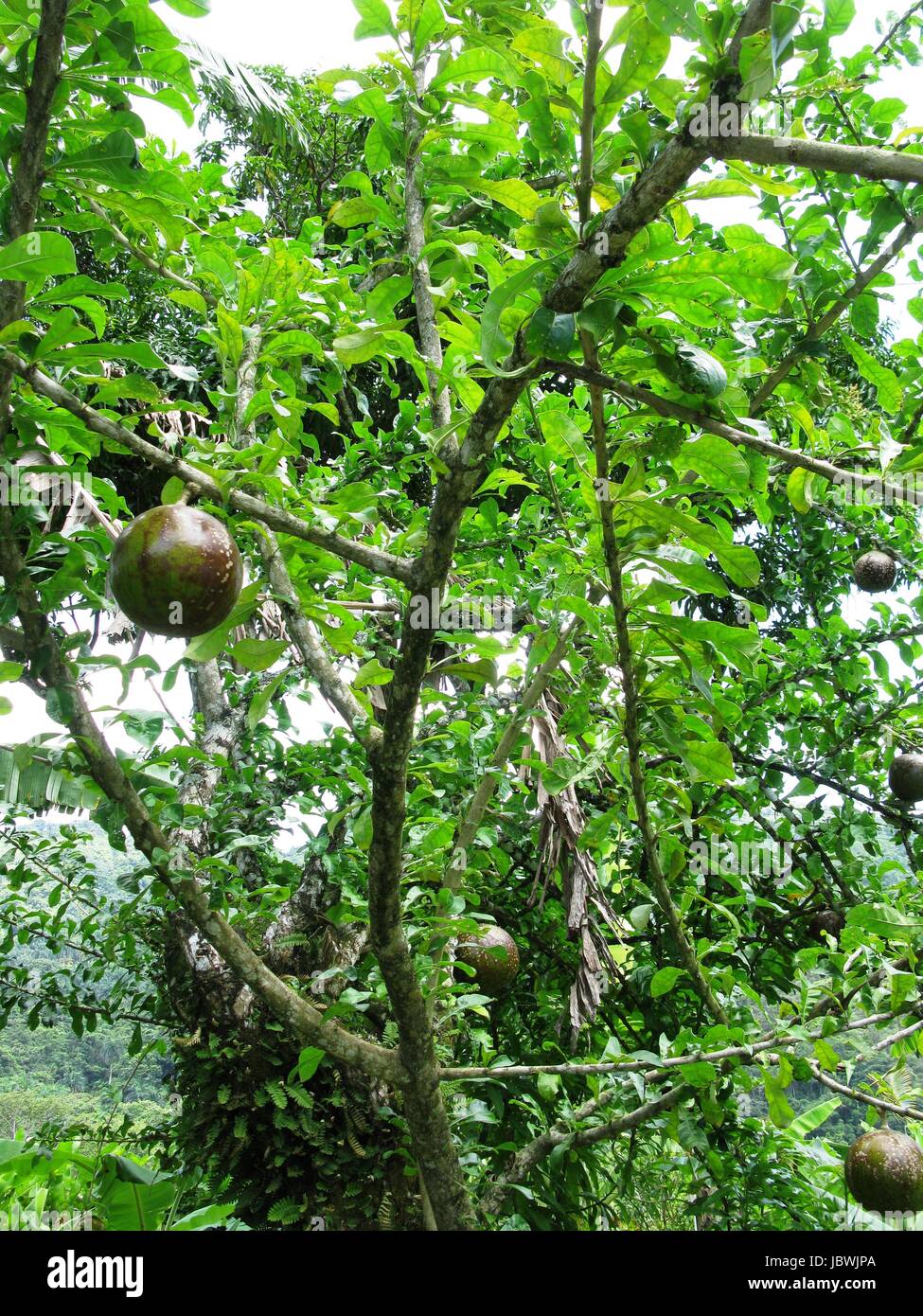Kalebassenbaum hi-res stock photography and images - Alamy