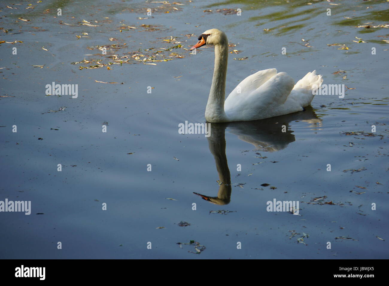 Beautiful swan chicks hi-res stock photography and images - Alamy