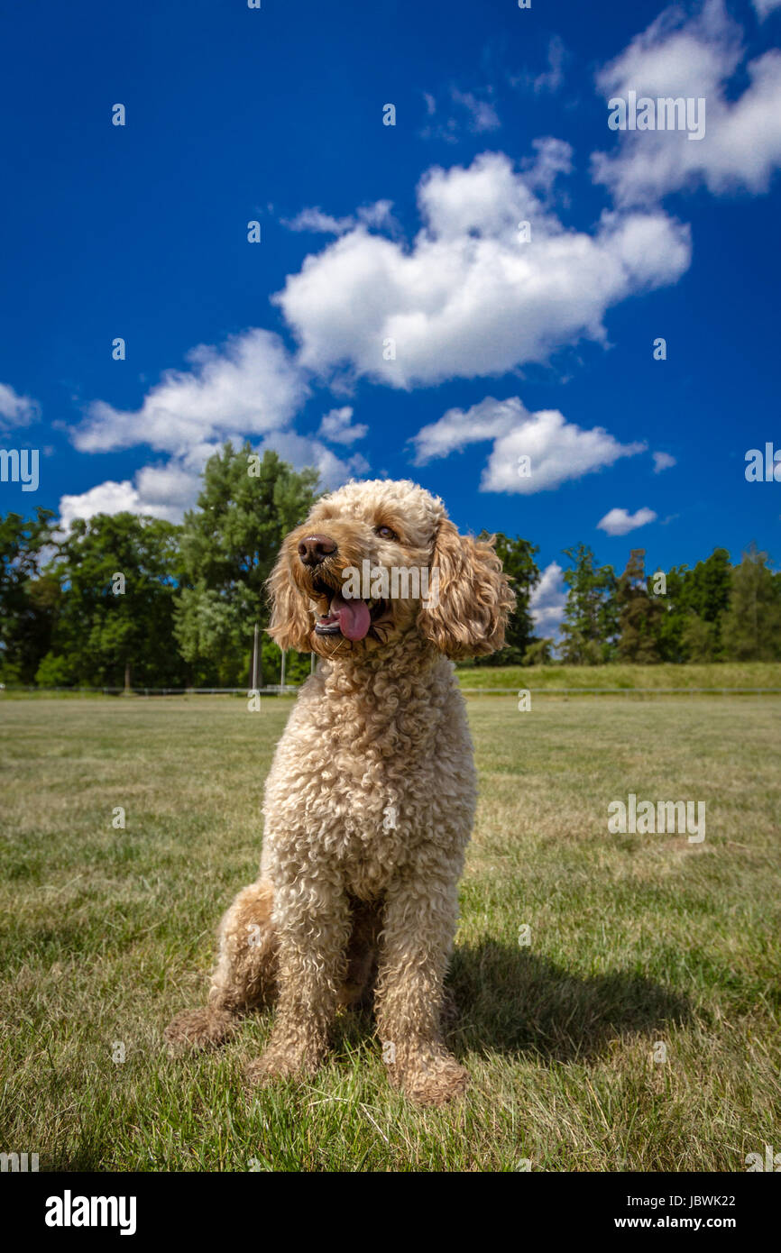 Ein Labradoodle sitzt brav vor einem schönen Hintergrund und schaut ...