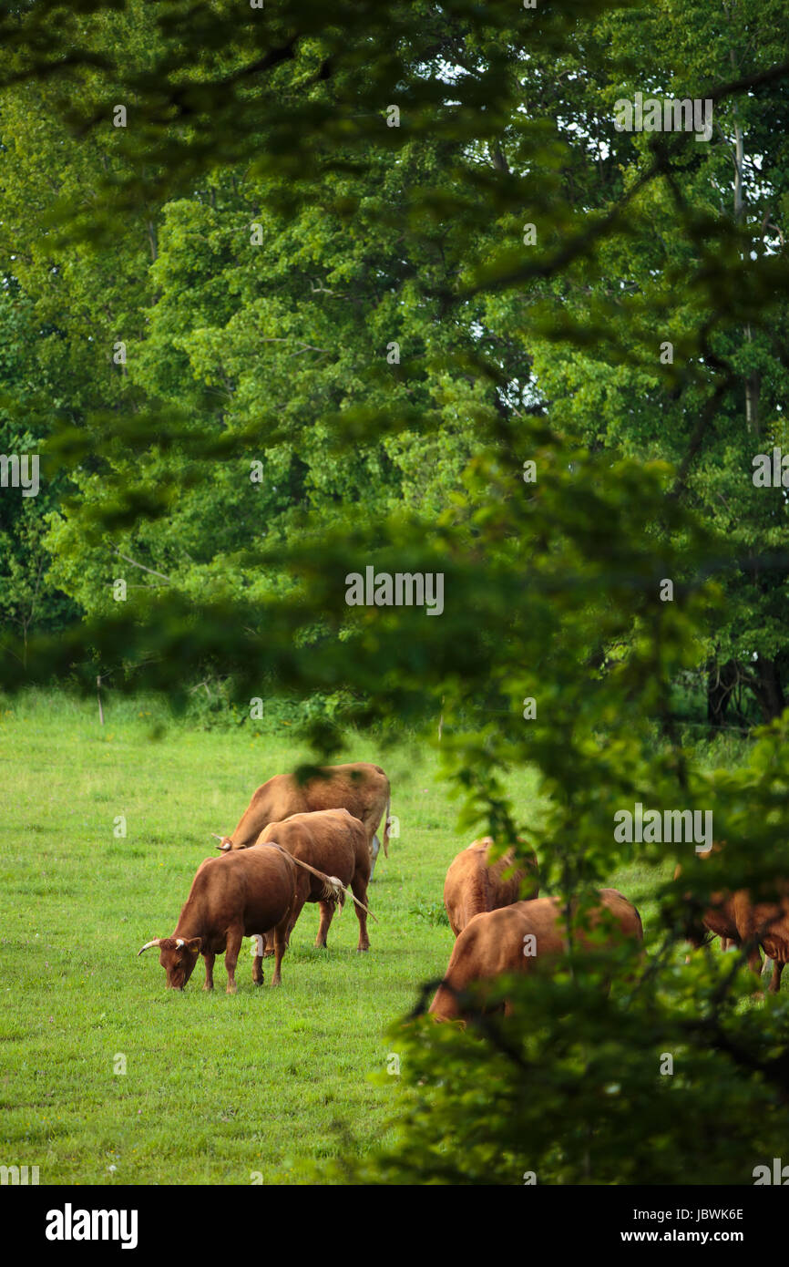 Cows grazing on a lovely green pasture Stock Photo - Alamy