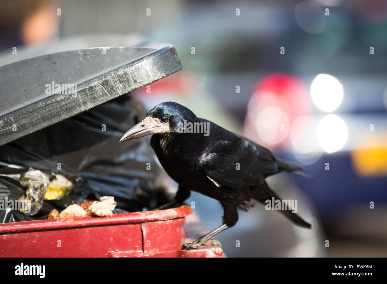Raven feeding on rubbish in a city Stock Photo - Alamy