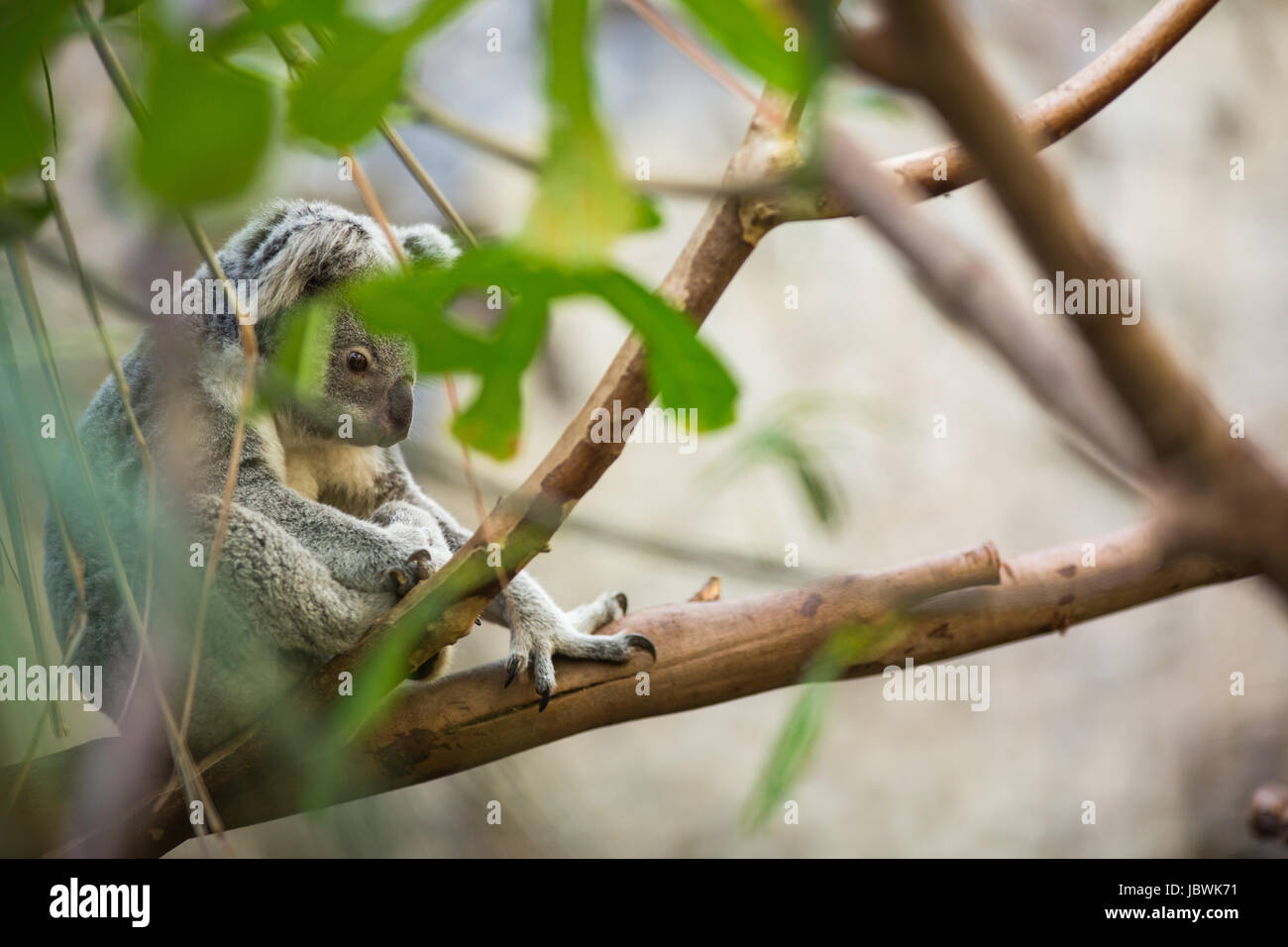 Koala on a tree with bush green background Stock Photo - Alamy