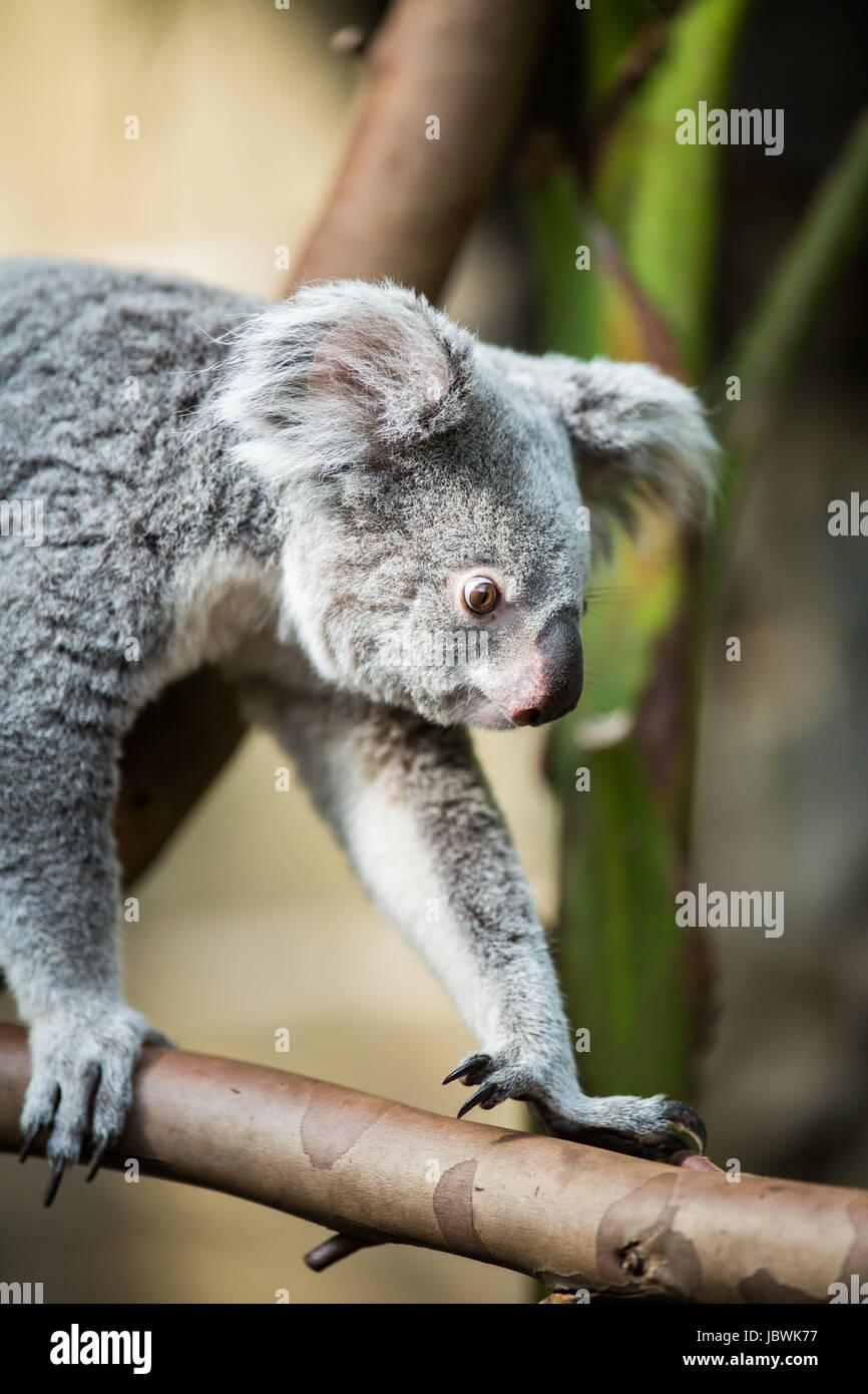 Koala on a tree with bush green background Stock Photo - Alamy